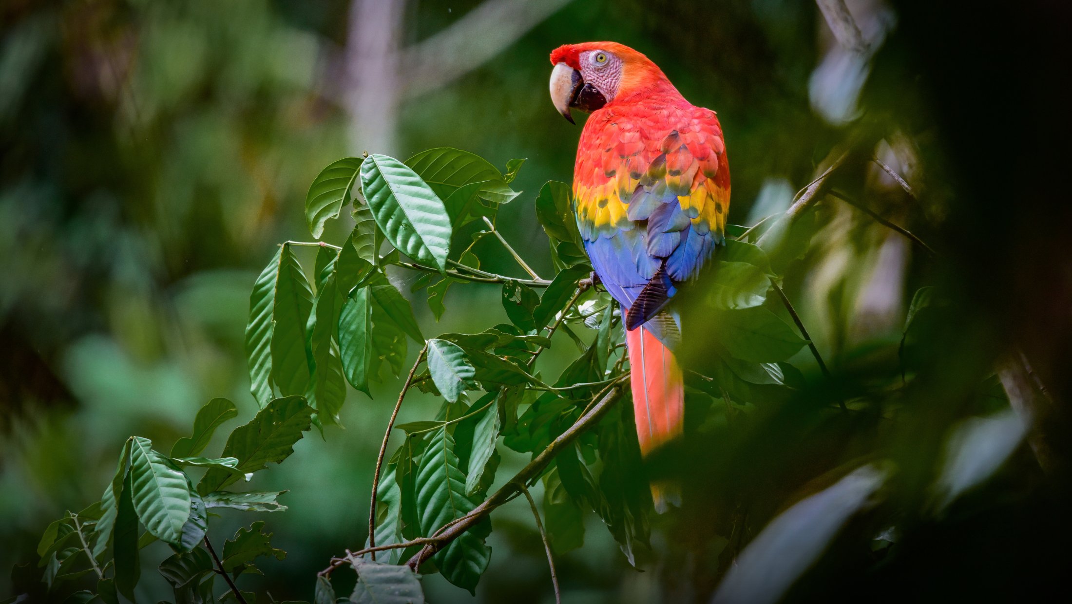 Tambopata Reserve: A hidden Gem of the Amazon Rainforest - Natventure ...